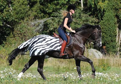 Bucas Buzz Off Zebra Fly Exercise Sheet – The Spoilt Horse Company